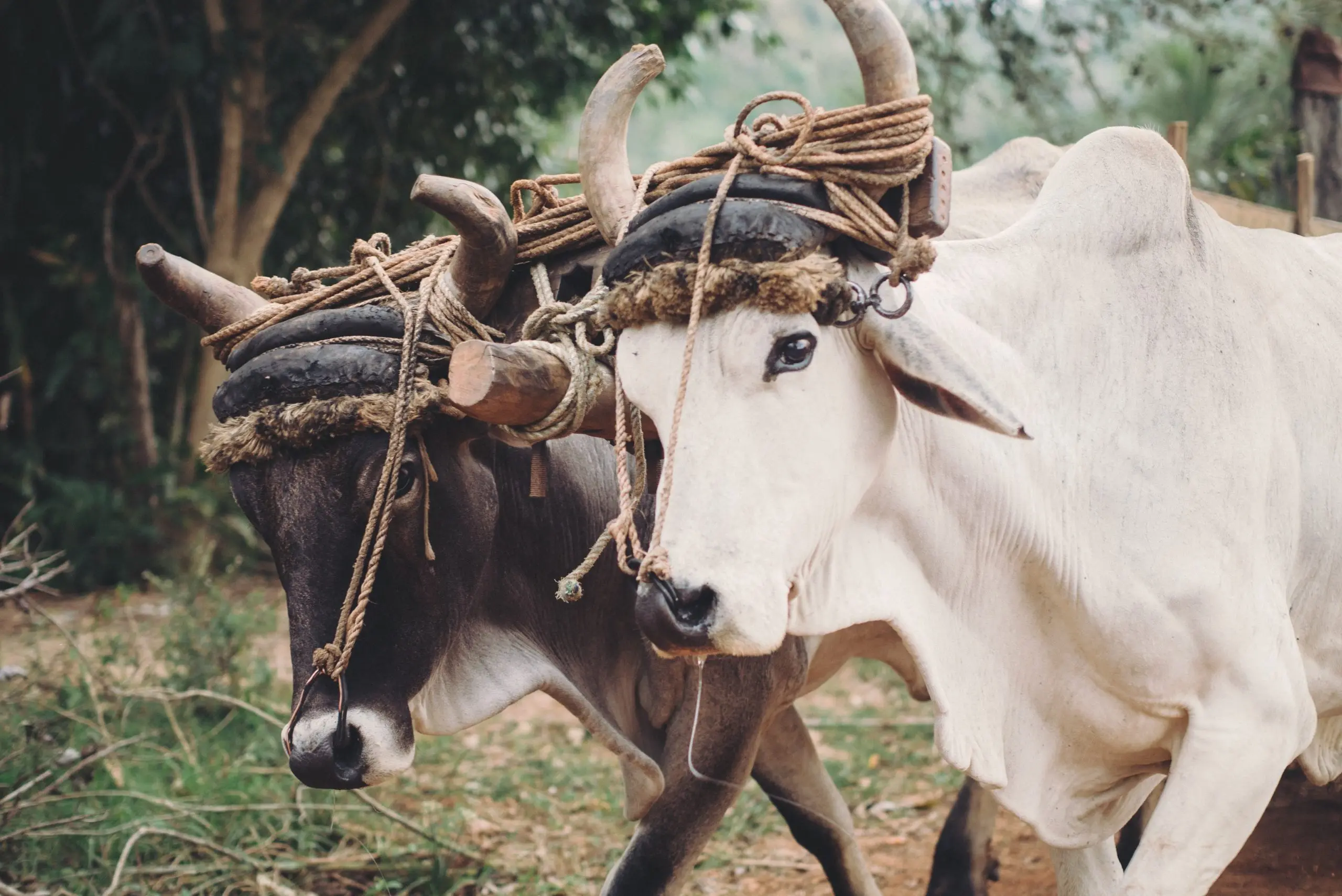 Jesus’ Easy Yoke for Pastors - Soul Shepherding